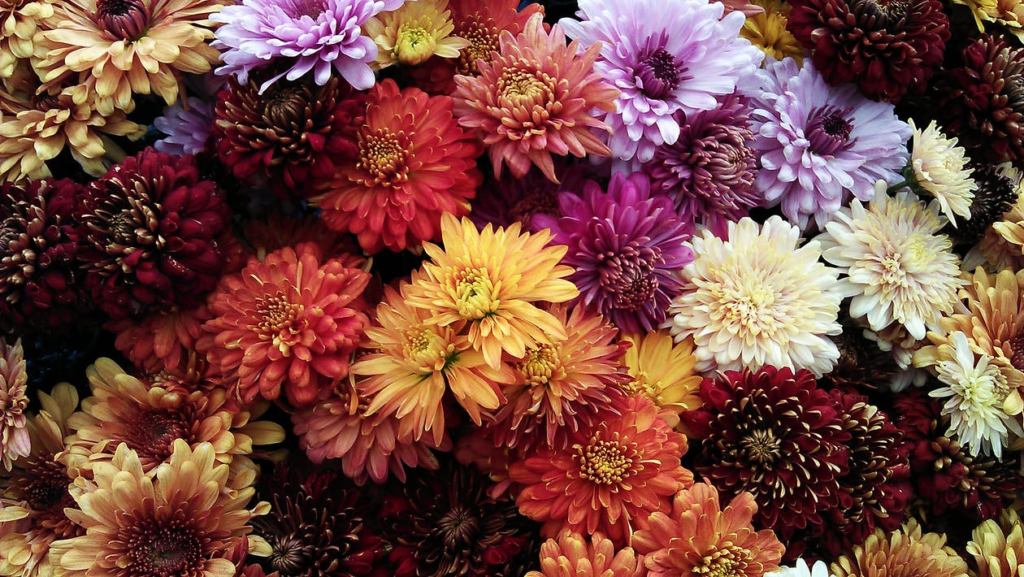10 flowers for day of the dead that you must know
